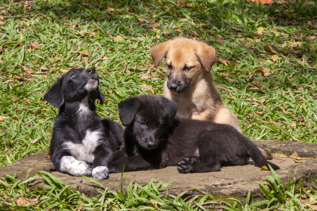 Pupdates – WAG Rwanda