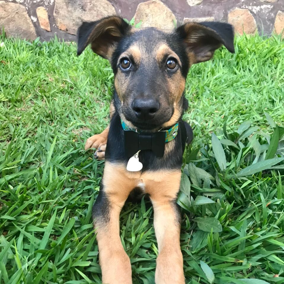 Welfare for Animals Guild Rwanda - WAG Rwanda