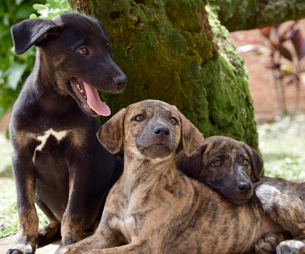 Before You Adopt - WAG Rwanda