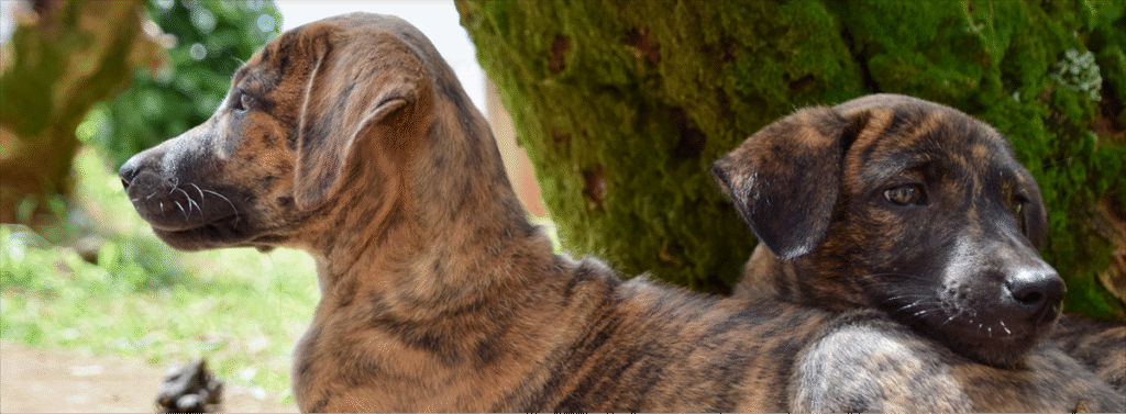 Privacy Policy – WAG Rwanda